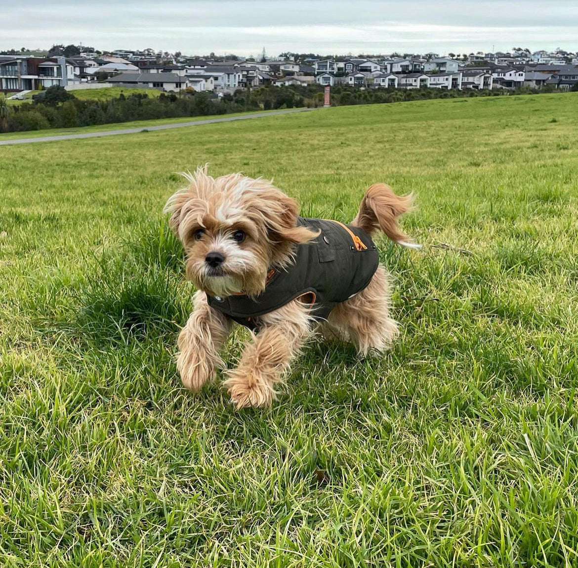 Little Green Dog | StevieLicksx®